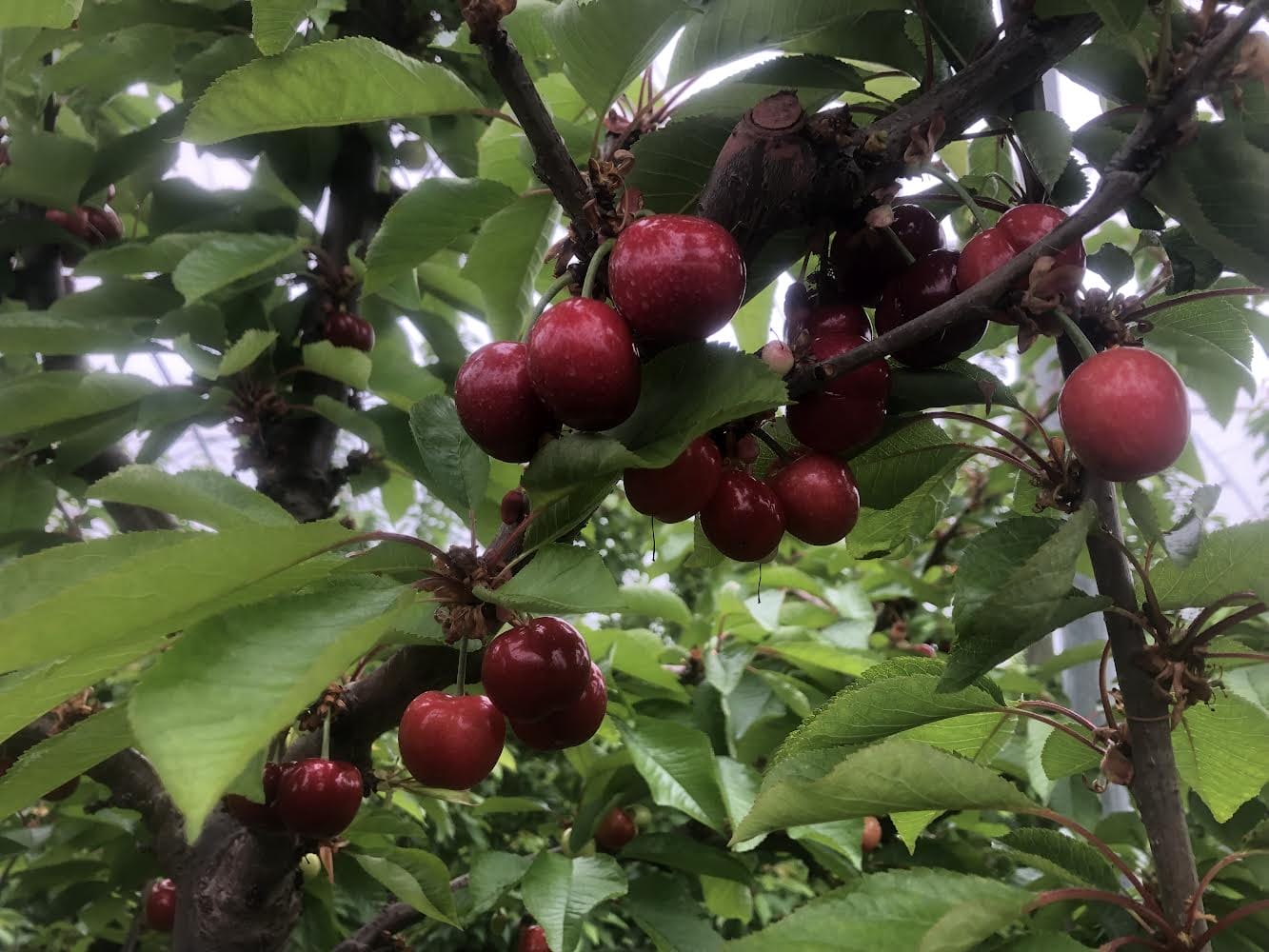 Se consolida nueva variedad de cereza de cosecha temprana: Meda™Rex (IVU 115®) - Smartcherry