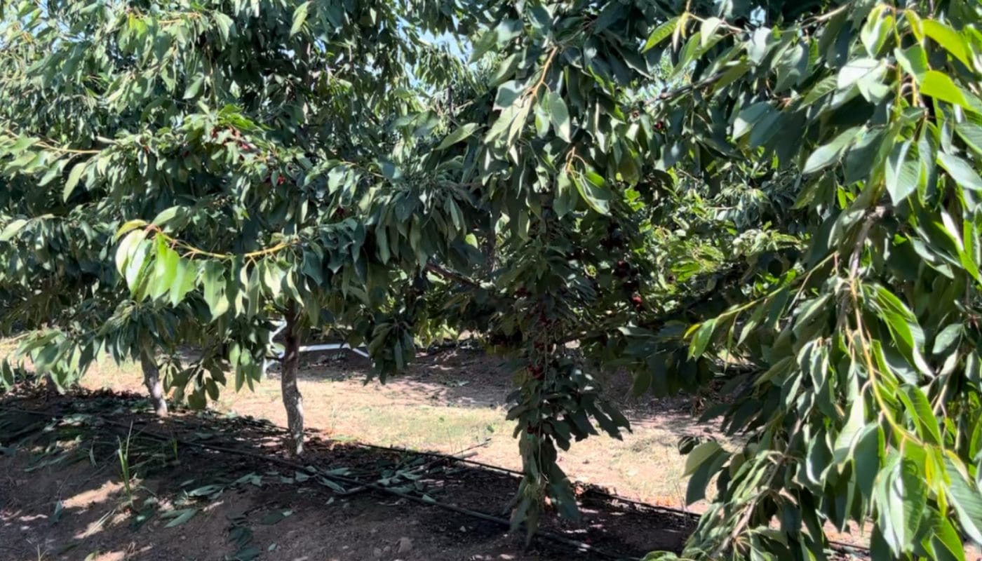 Efecto de la aplicación de IBIACTIVE SUN® sobre la producción y condición de plantas de cerezos ...