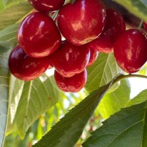 ANAGRA - Smartcherry