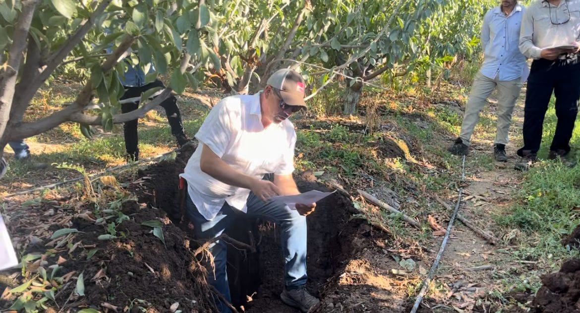 Especialistas abordaron la relevancia de la postcosecha en completo reportaje - Smartcherry