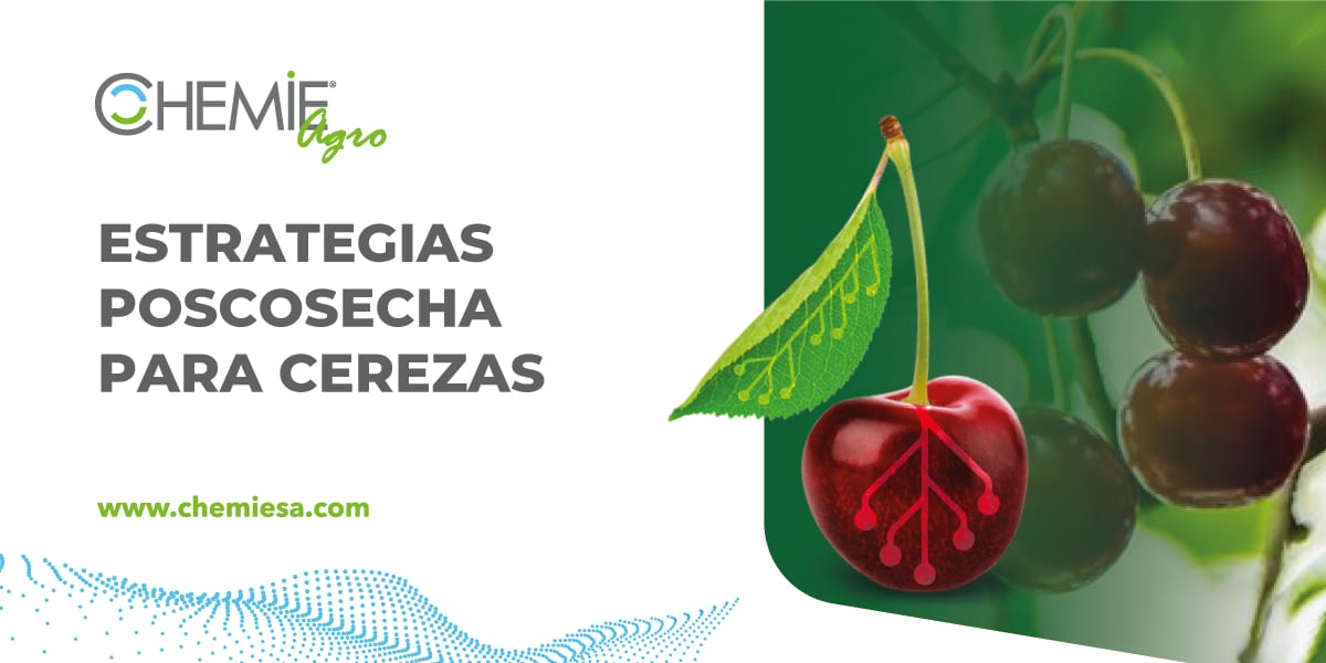 Chemie presenta su estrategia postcosecha - Smartcherry