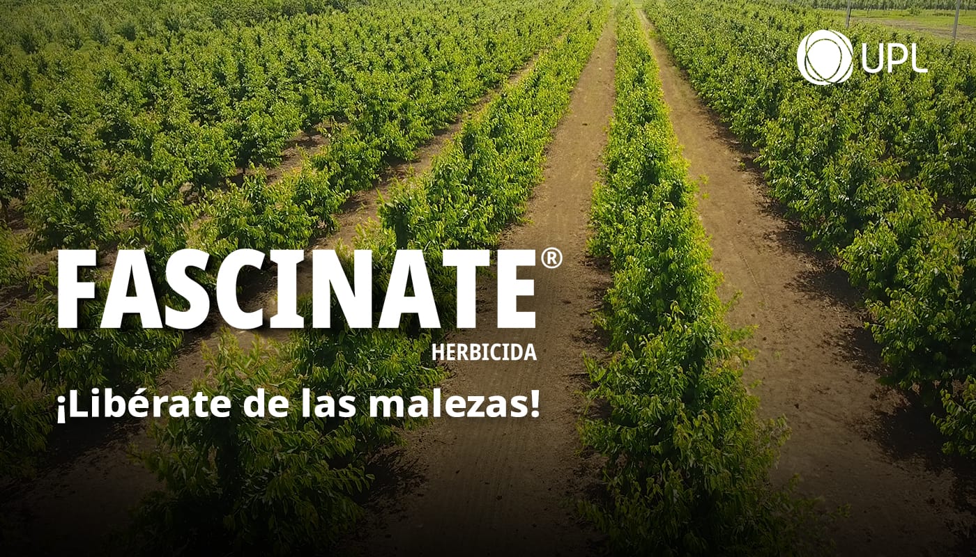 Fascinante control de malezas con herbicida Fascinate de UPL - Smartcherry