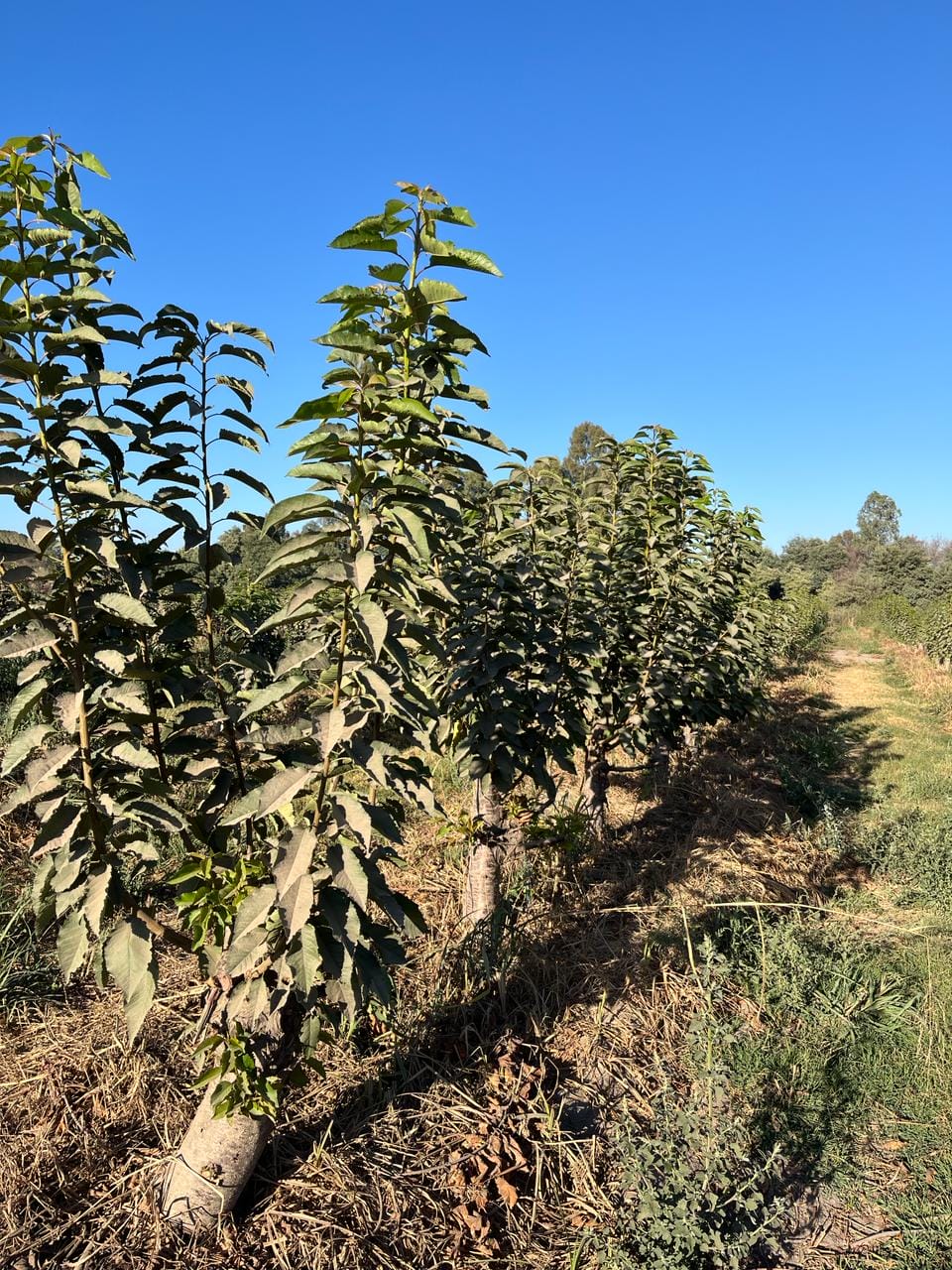 Malezas: ¿Cómo y cuándo controlar? - Smartcherry