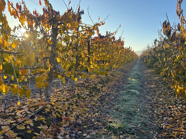 Noticias Archives - Smartcherry