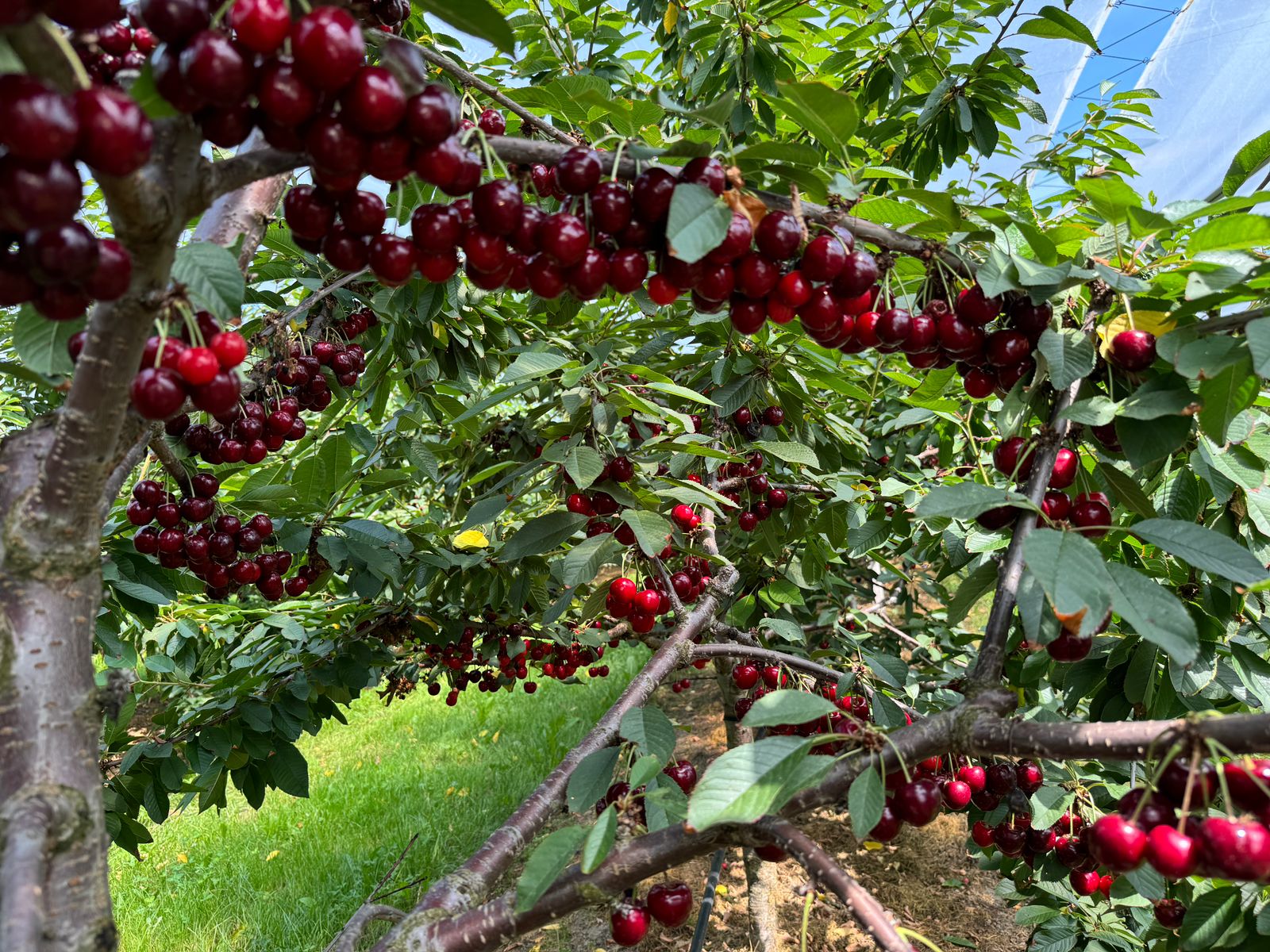 Exitoso debut de la segunda temporada de Reportajes en Smartcherry - Smartcherry