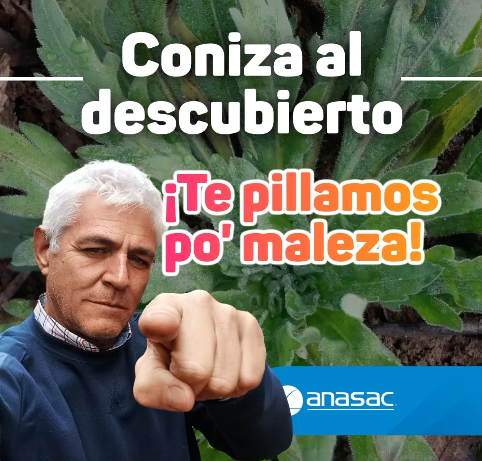 Coniza al descubierto: ¡Te pillamo po' maleza! - Smartcherry