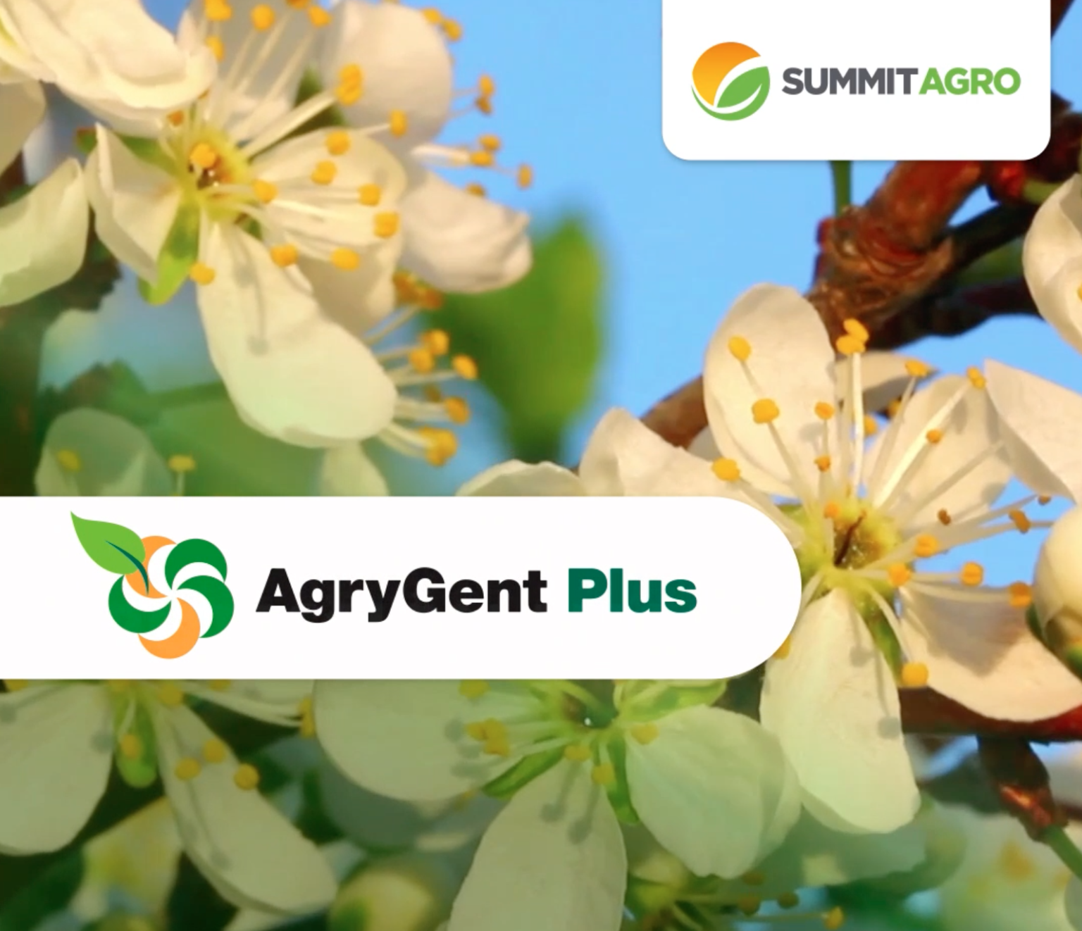 Confía en Agrygent Plus® WP para mantener tus cerezos sanos y productivo - Smartcherry