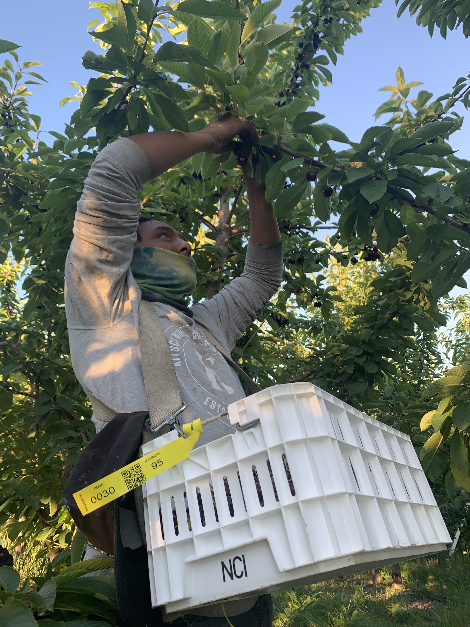 Experiencia de Hubcrop en Canadá - Smartcherry