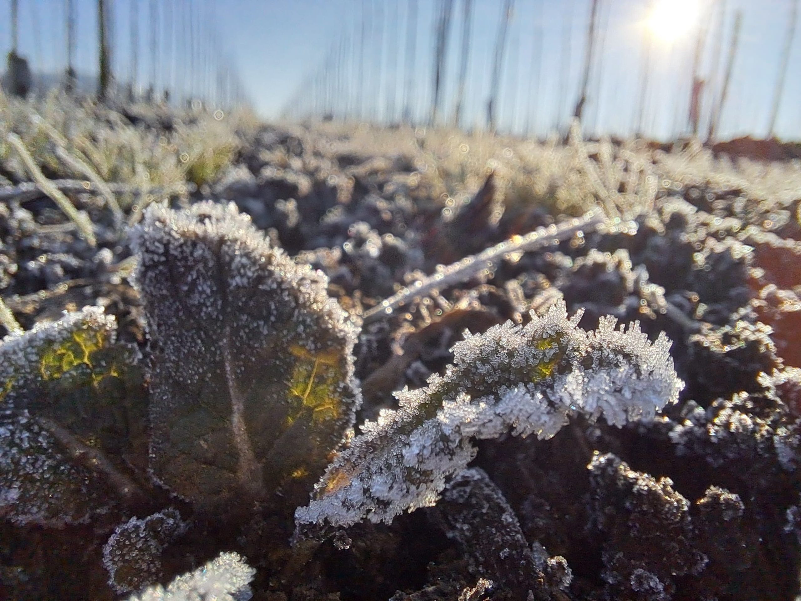 Control de heladas: ¡Siempre atentos! - Smartcherry
