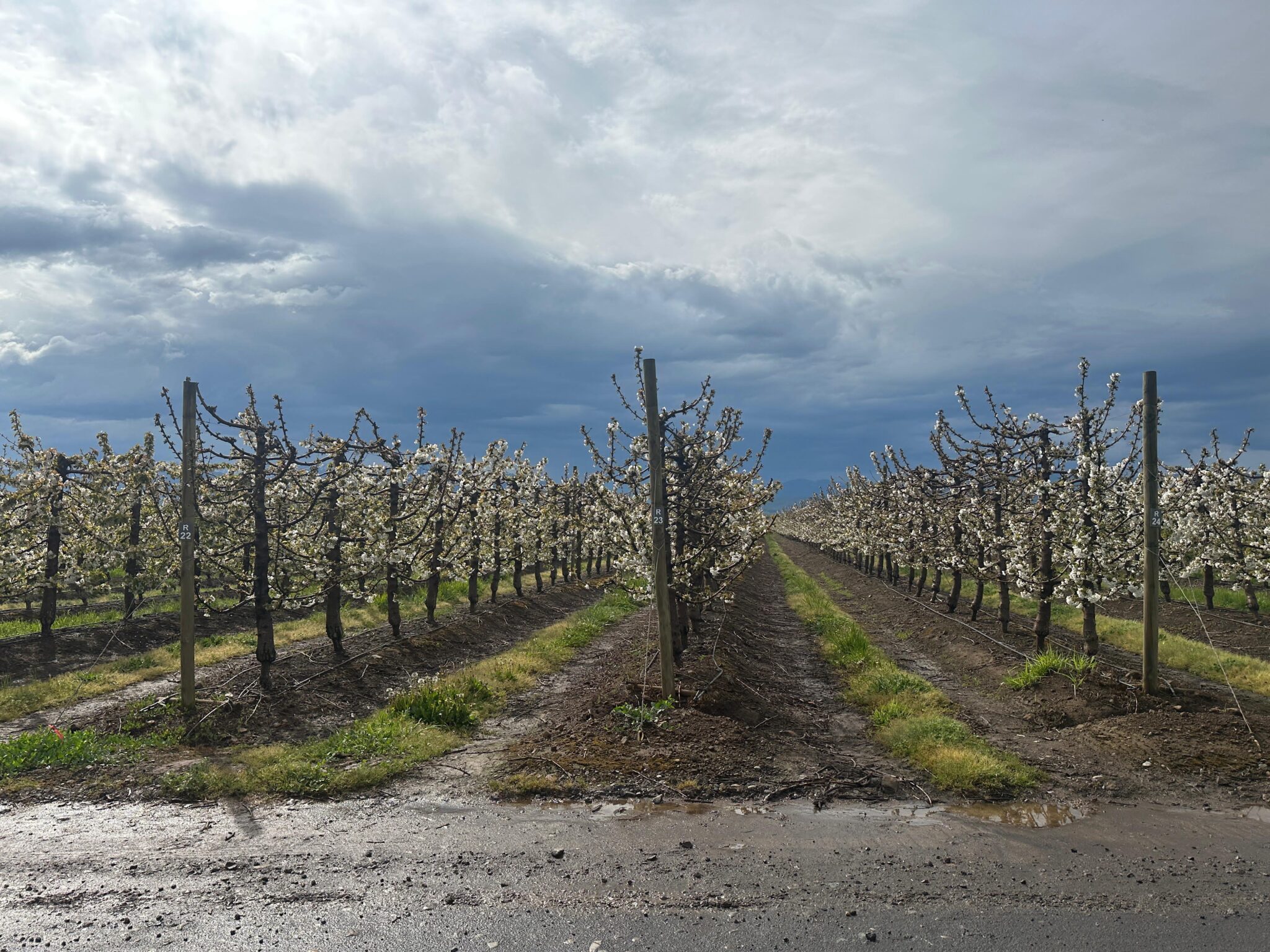 Clima Archives - Smartcherry