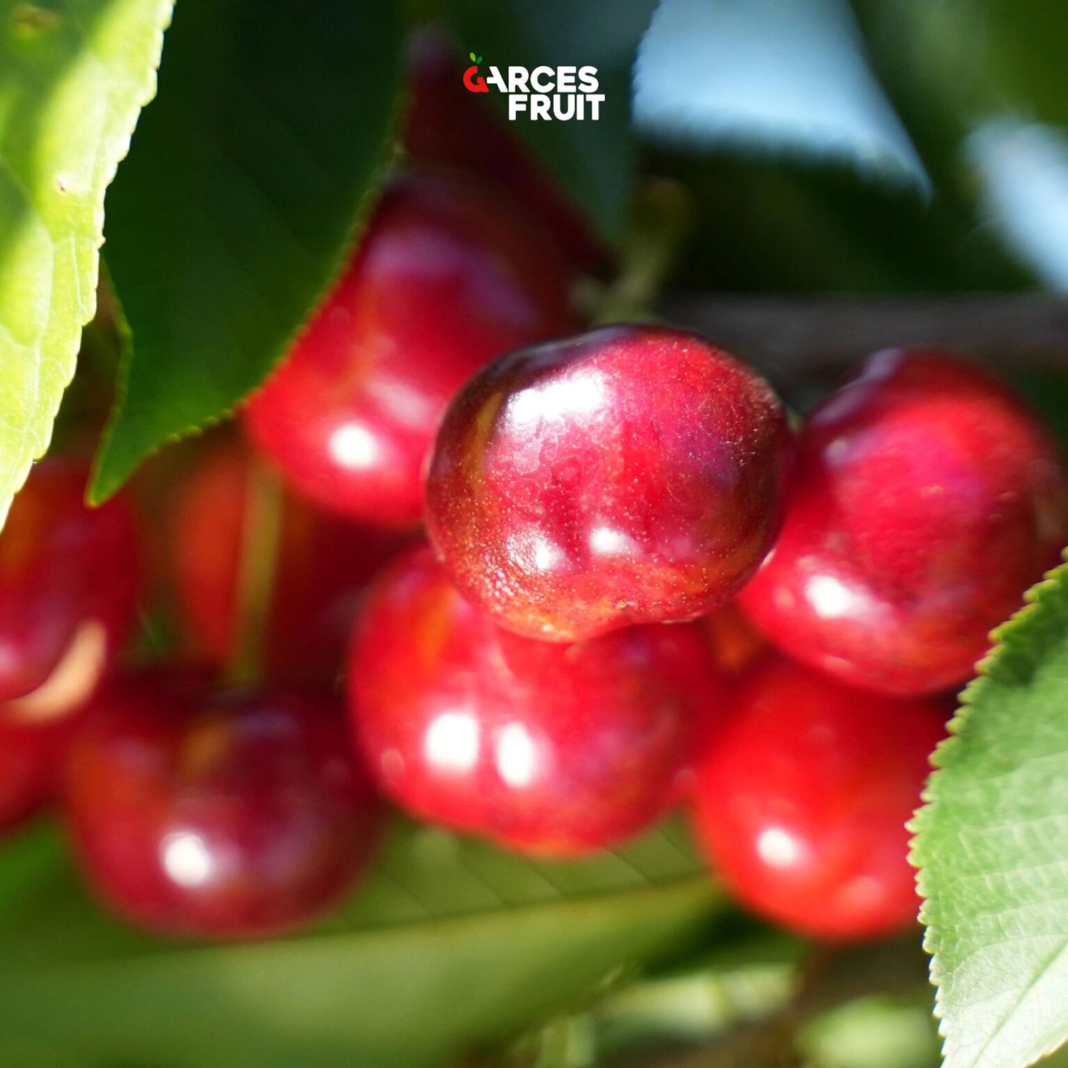 Garcés Fruit da inicio a la temporada de cerezas con primer envío a ...