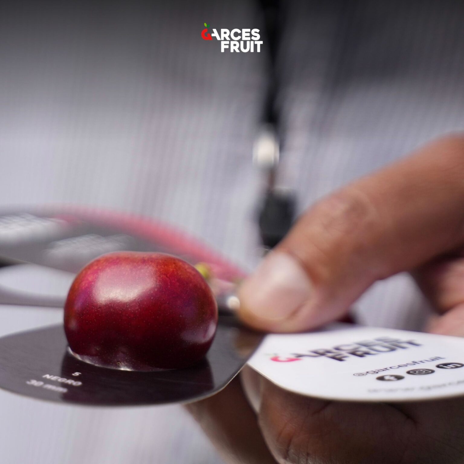 Garcés Fruit da inicio a la temporada de cerezas con primer envío a ...