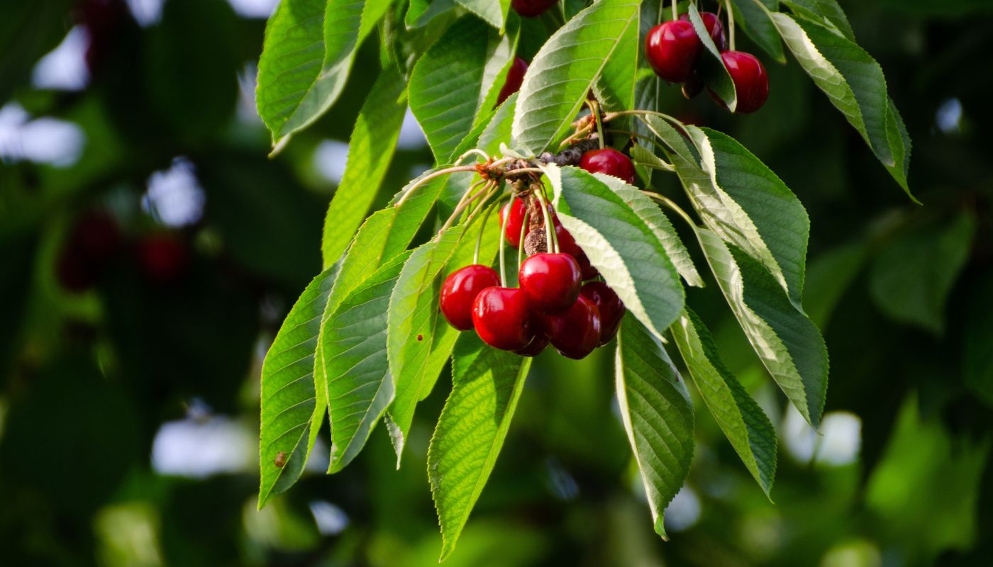Agri Sciences Chile: Innovación para una producción de cerezas rentable y sostenible - Smartcherry