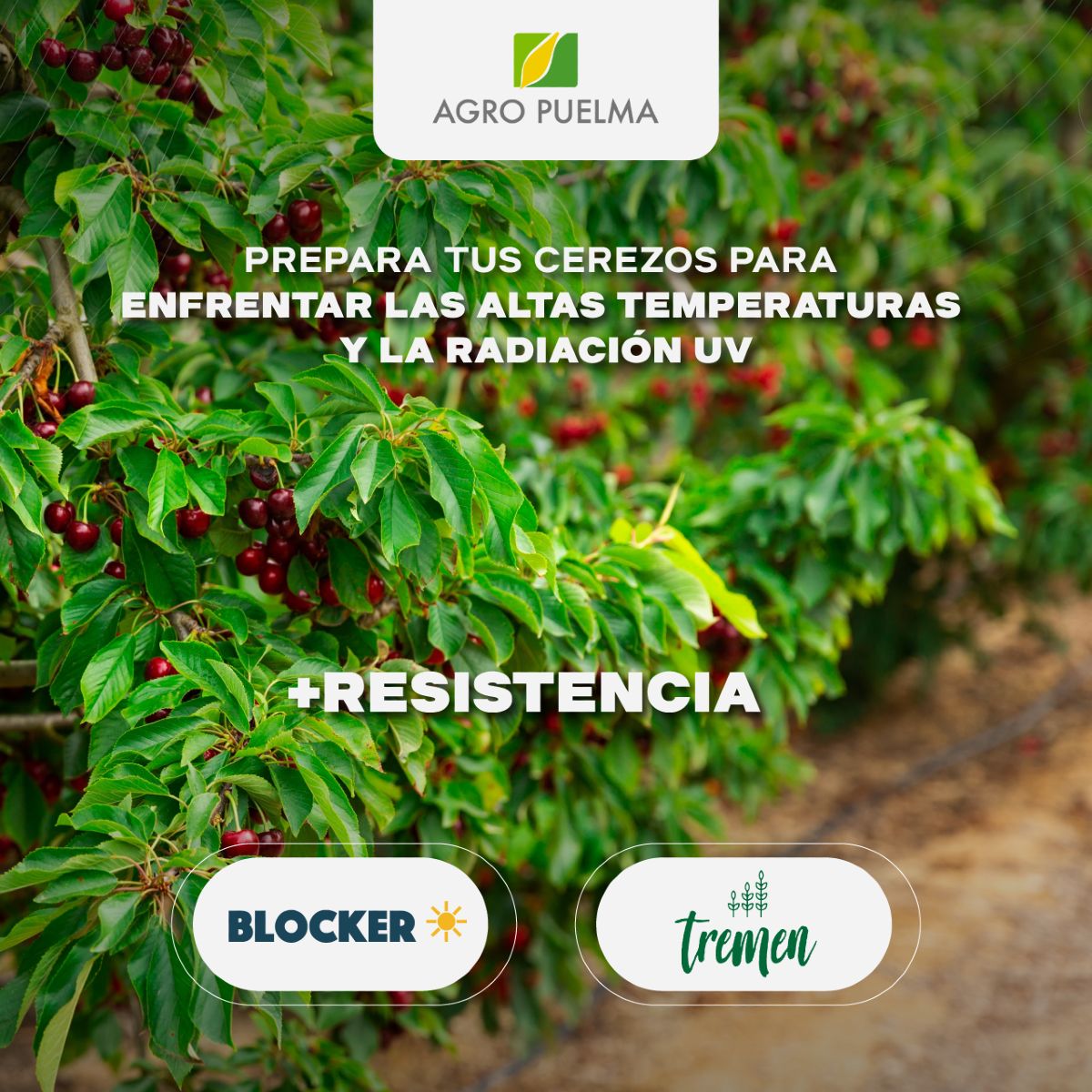 Protege tus cultivos del calor con Tremen y Blocker de Agropuelma ...