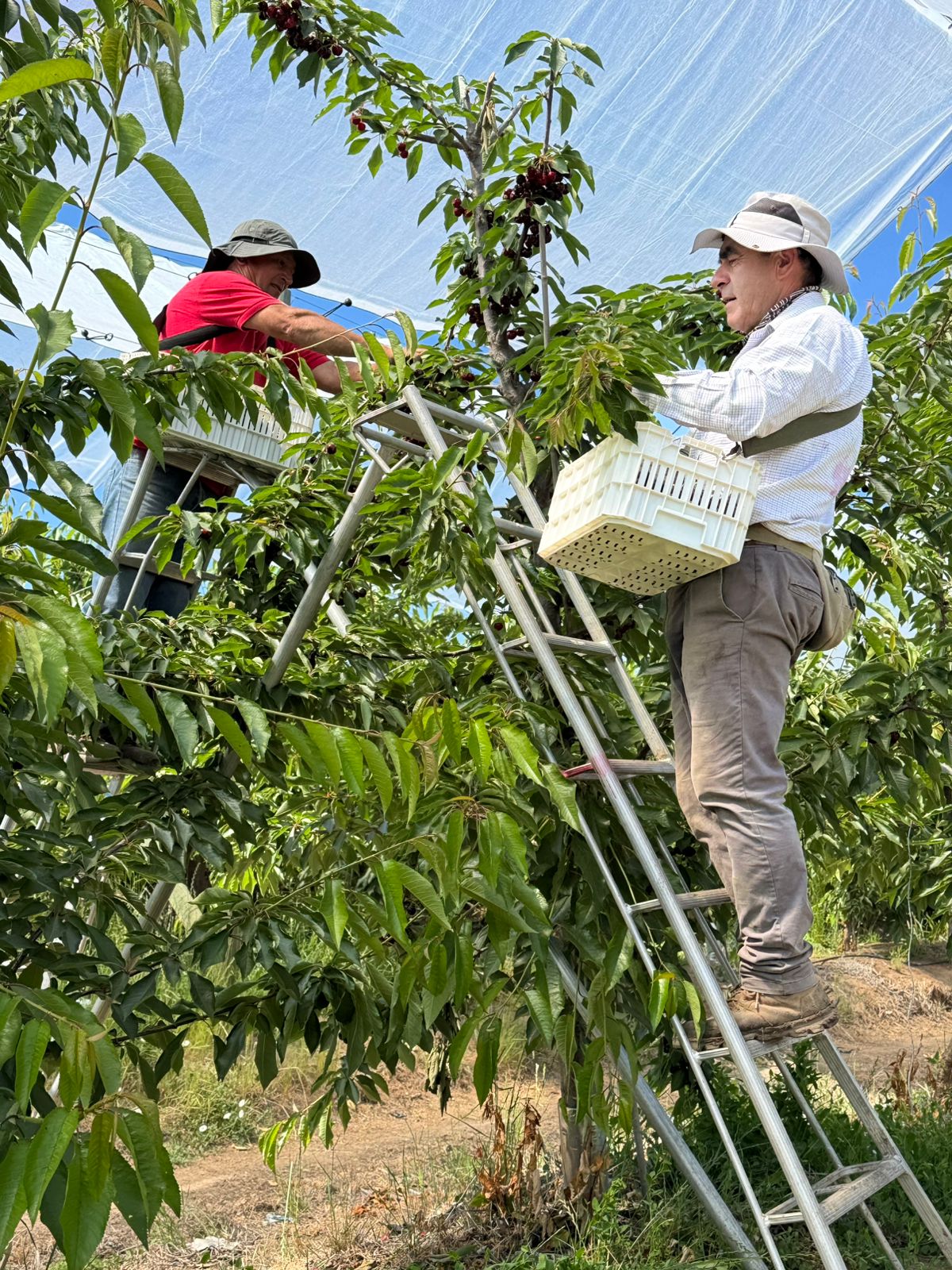 Campos de cerezas apuntan alto con 150 Escaleras Bulltek - Smartcherry