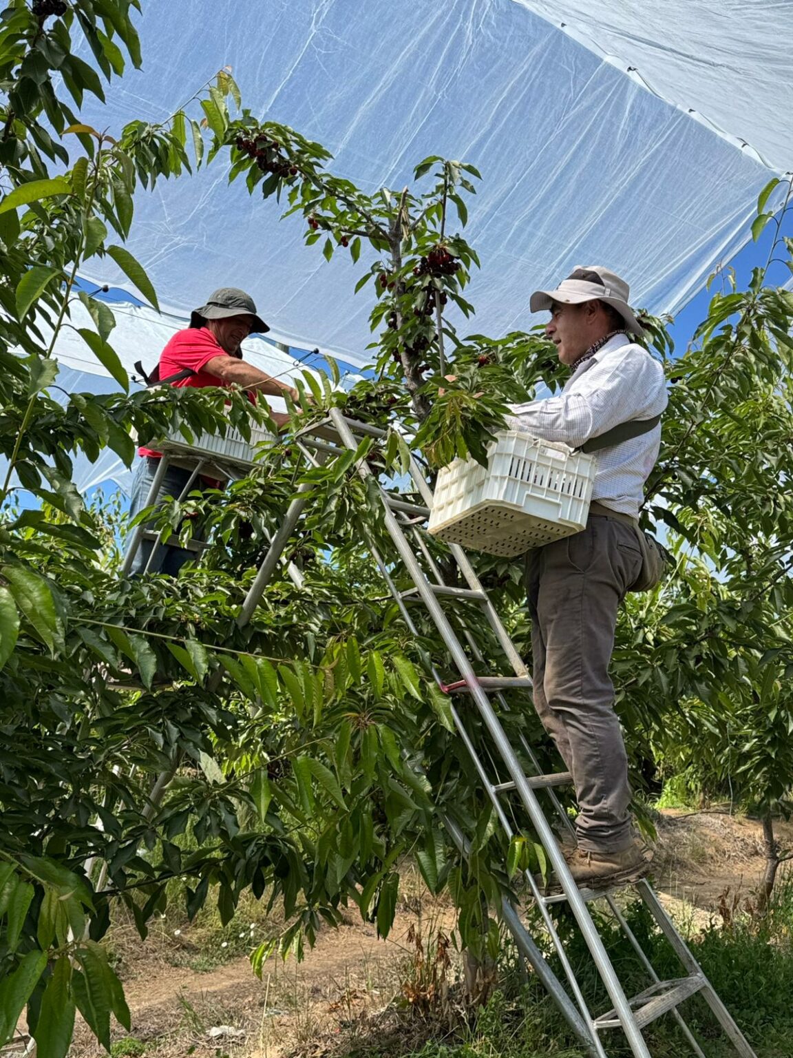 Escaleras Bulltek: La elección de los productores para una cosecha más eficiente - Smartcherry