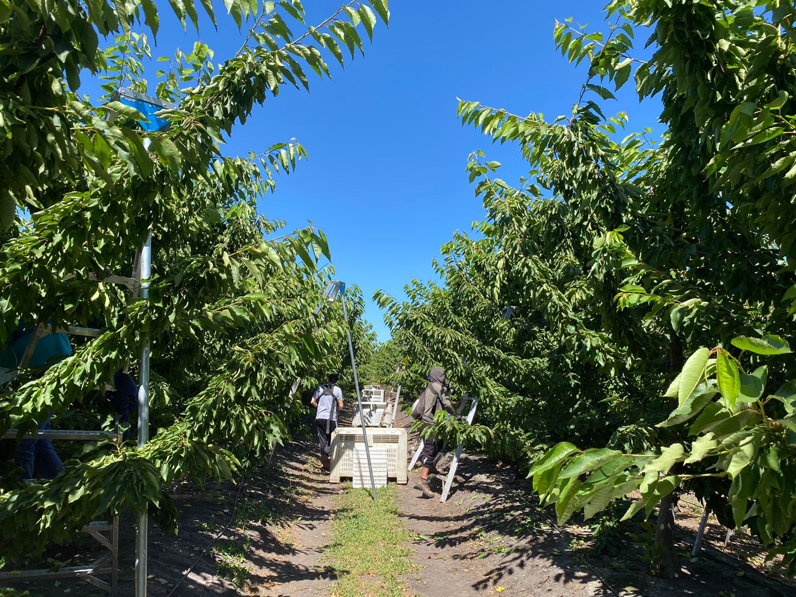 Reportaje: "La historia de la producción de cerezas en Chile" - Smartcherry