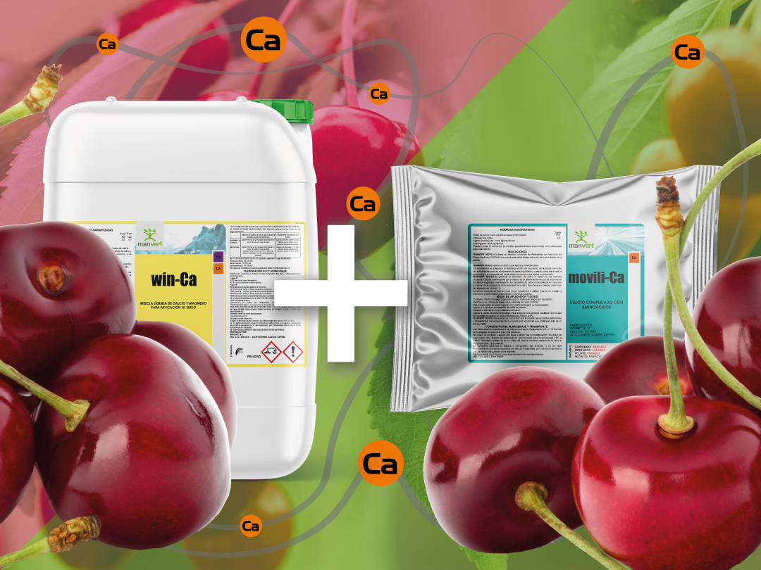 El movilizador de calcio indispensable para lograr calidad en la cereza de exportación - Smartcherry
