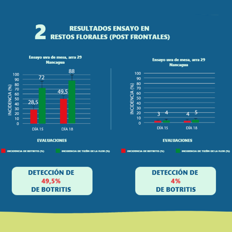 Ensayo botritis Tifi - Smartcherry