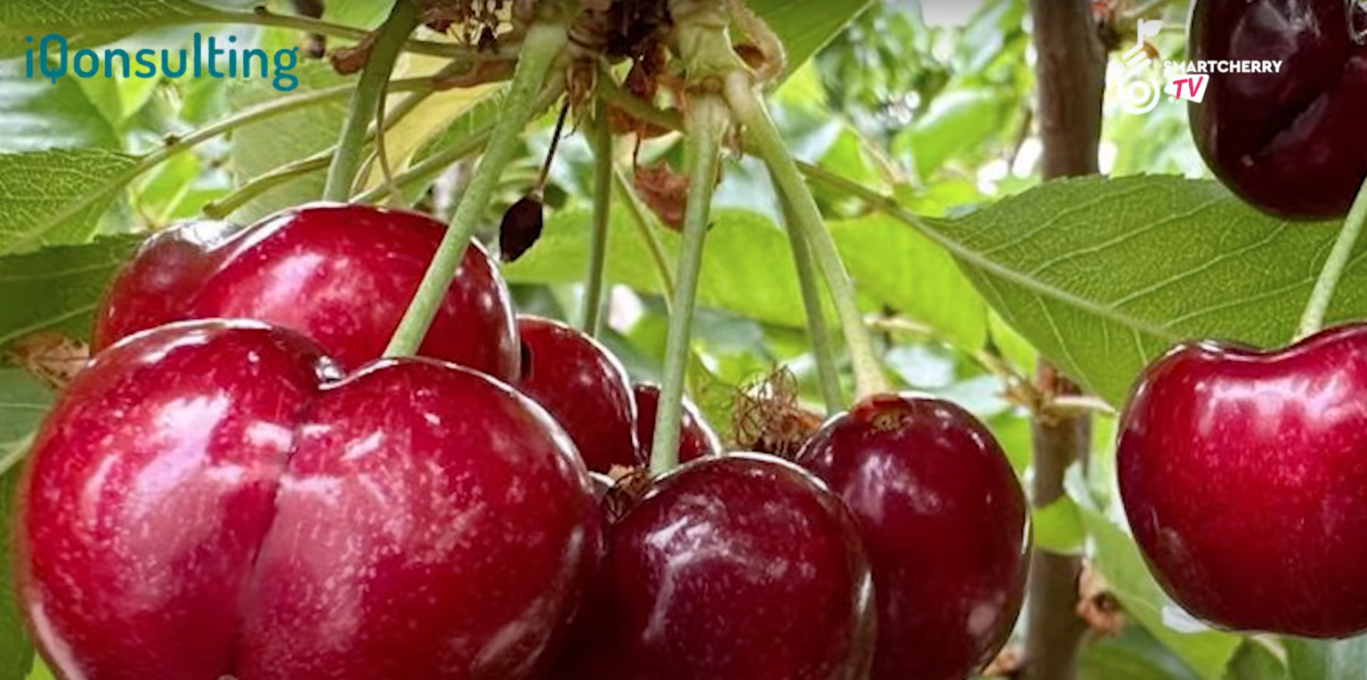 Isabel Quiroz se refiere a la llegada de cerezas de la semana 49 a ...