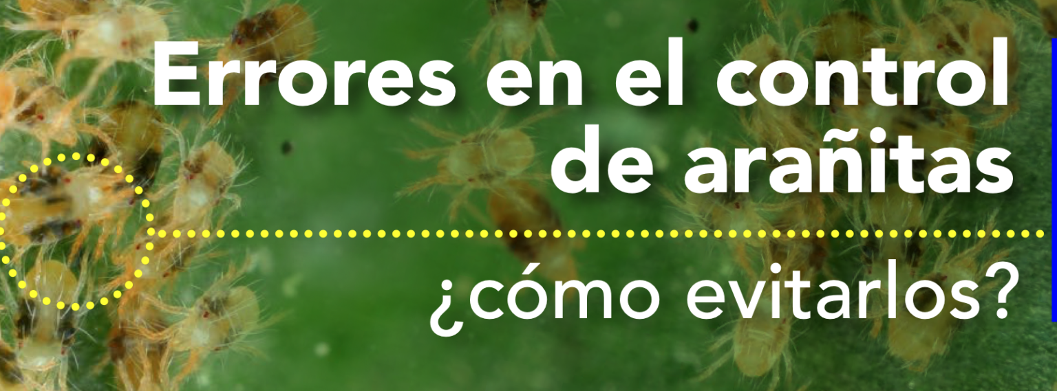 Errores en el control de arañitas bimaculada - Smartcherry