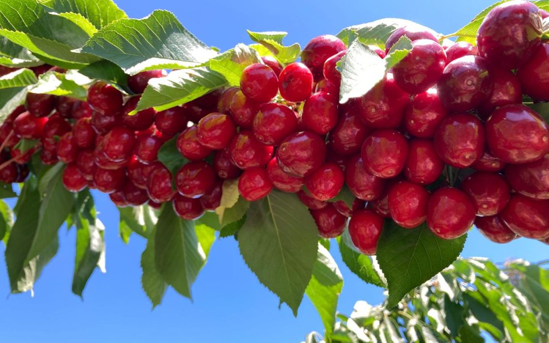 Cerezas: ¿Qué hacer en postcosecha para recuperar óptimamente tus huertos? - Smartcherry