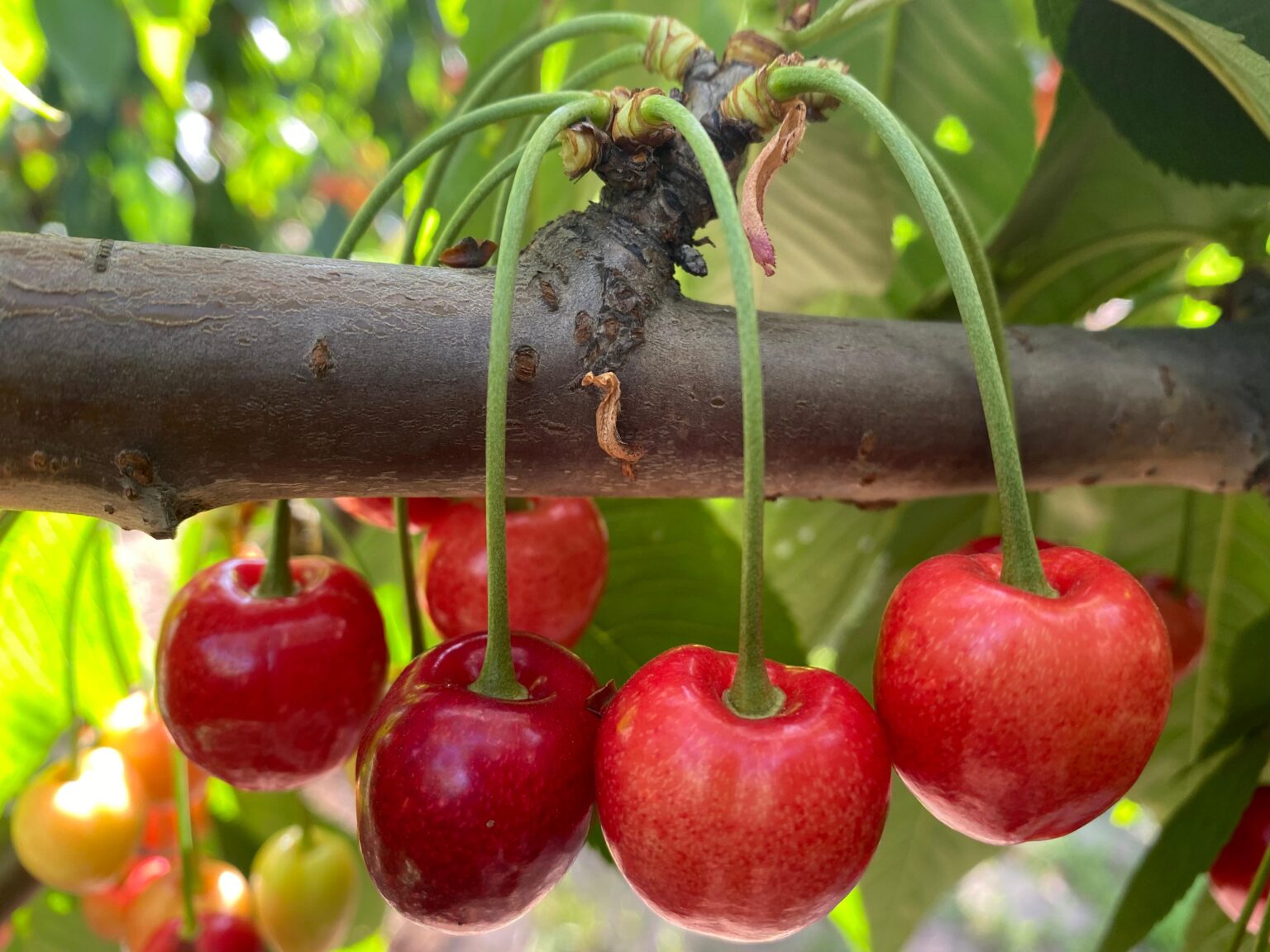 Aprendamos a calcular la lámina de riego de tu equipo - Smartcherry