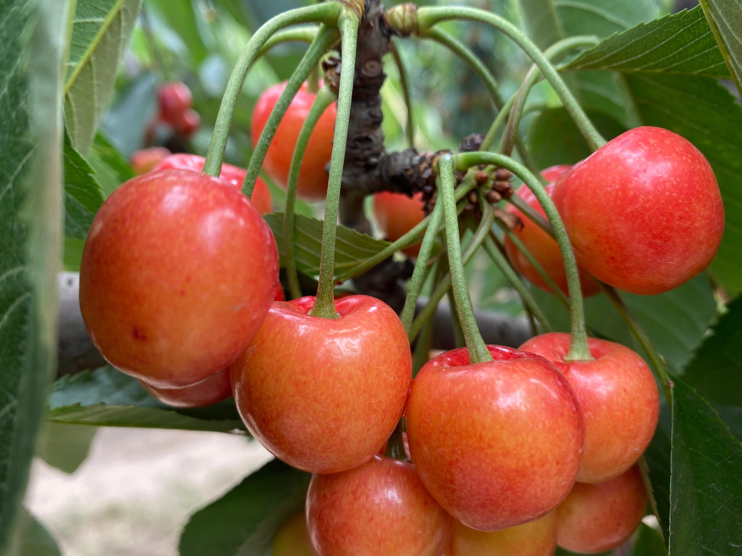 Reporte fenológico semana 49, Tp. 2024-2025 - Smartcherry