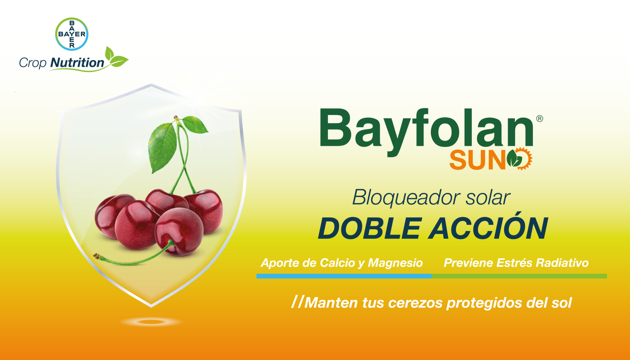 ¡Maximiza la protección de tus cerezos con Bayfolan Sun! - Smartcherry