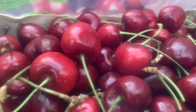 Cereza chilena se revitaliza en nuevo reporte de "Smartcherry en destino": Semana 3 Tp. 2024-25 ...