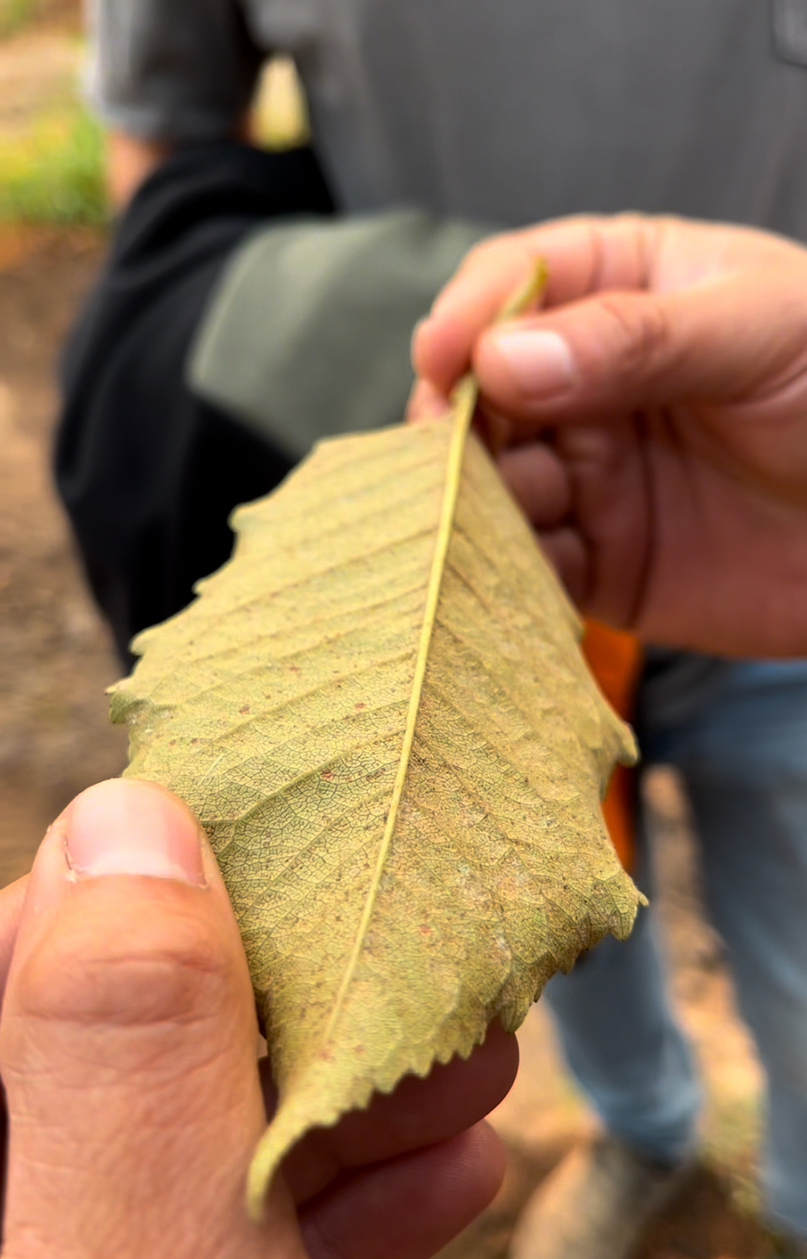 CherryTips: Postcosecha, ¿En qué fijarnos? - Smartcherry