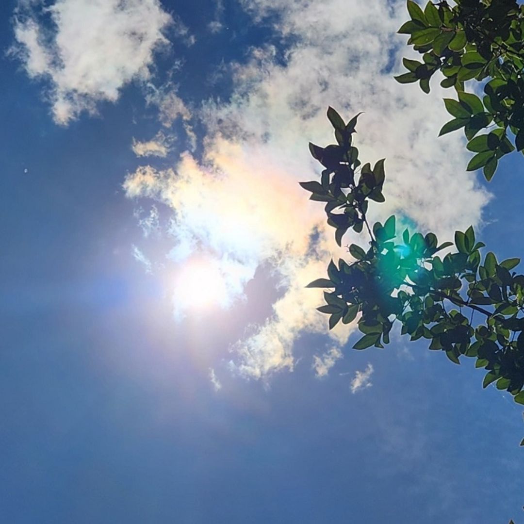 ¿Estás preparado para la postcosecha? - Smartcherry