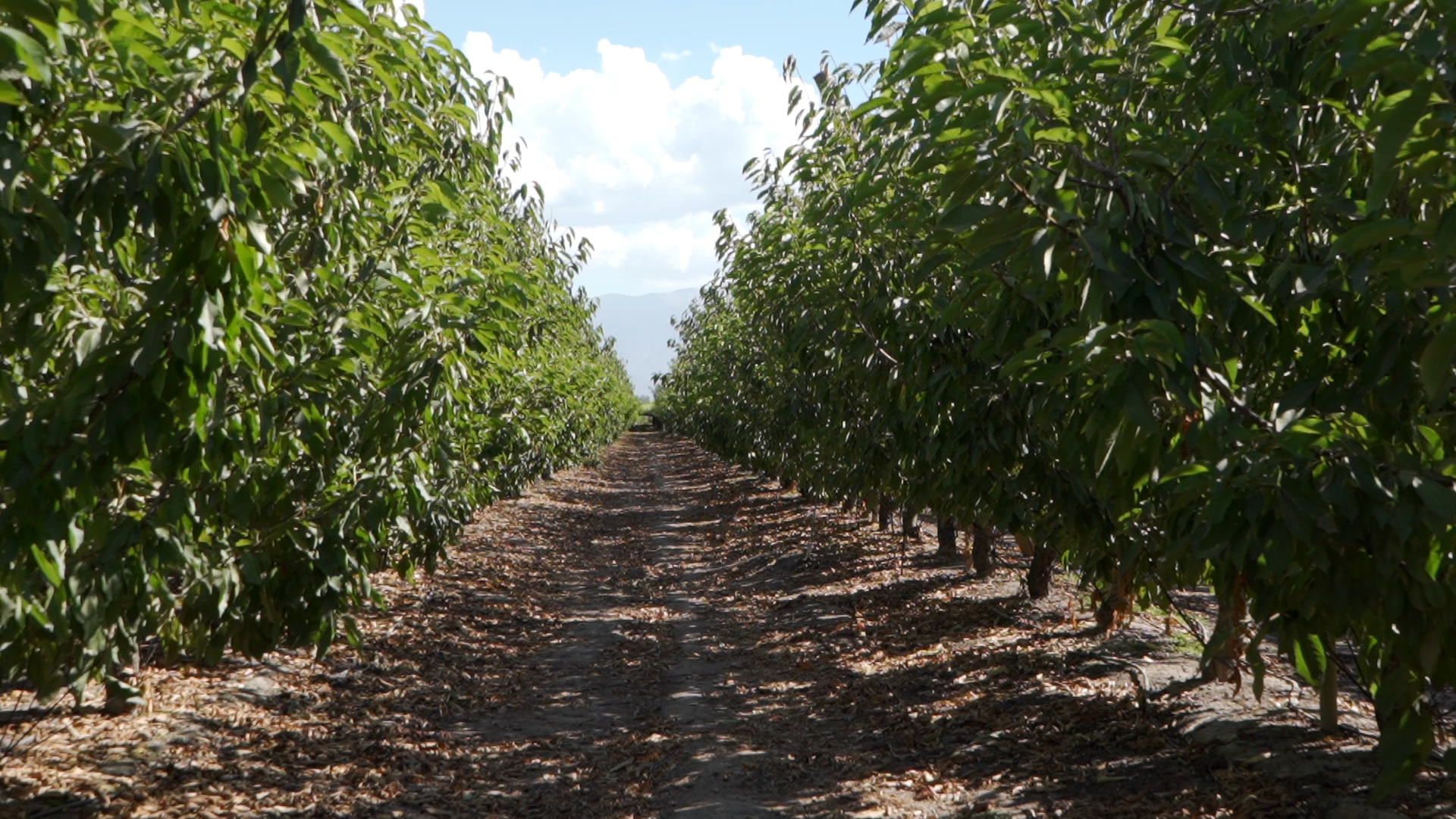 CULTAR®: el fitorregulador de crecimiento en cerezos de Syngenta ...