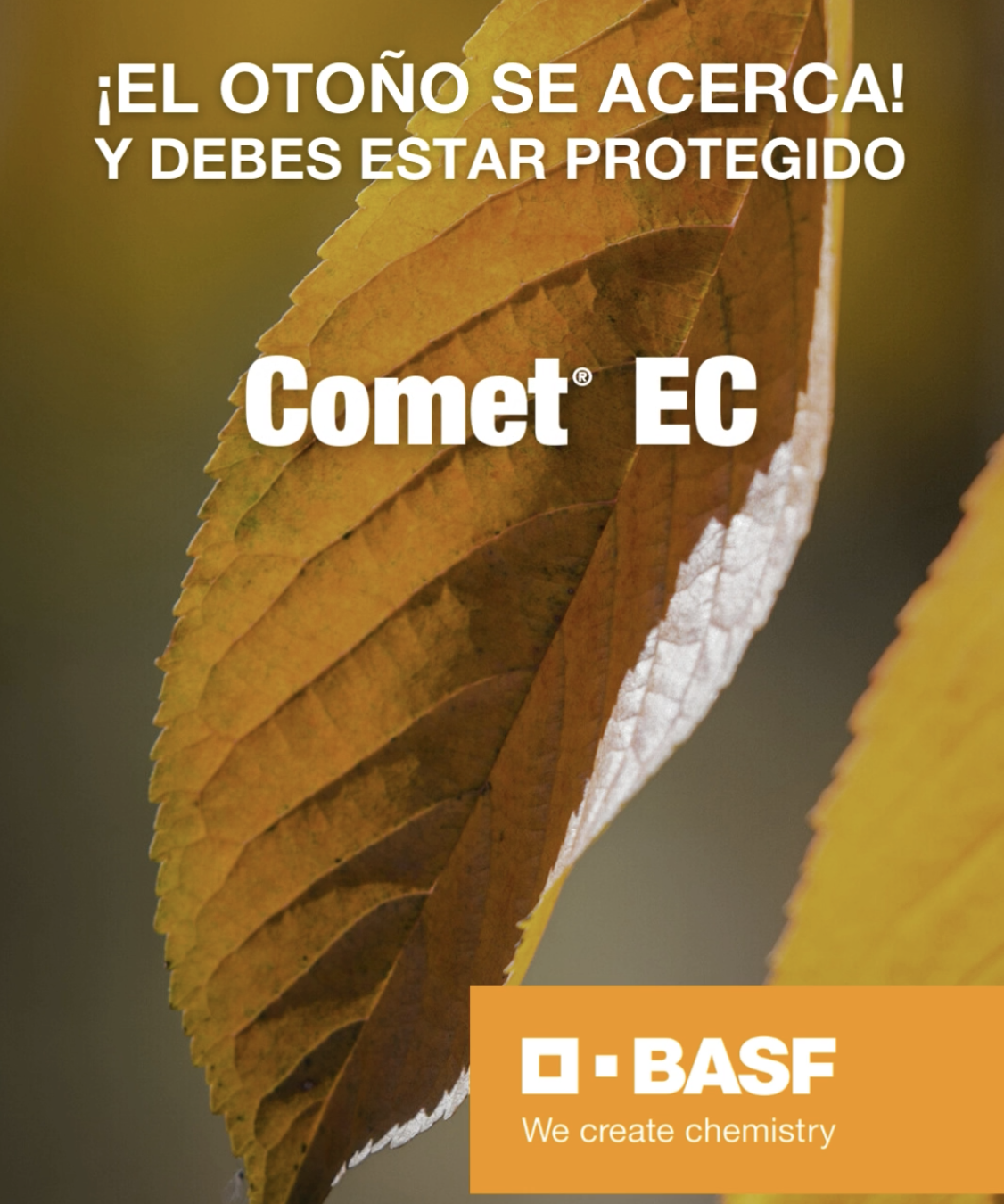 Comet el fungicida innovador de BASF - Smartcherry