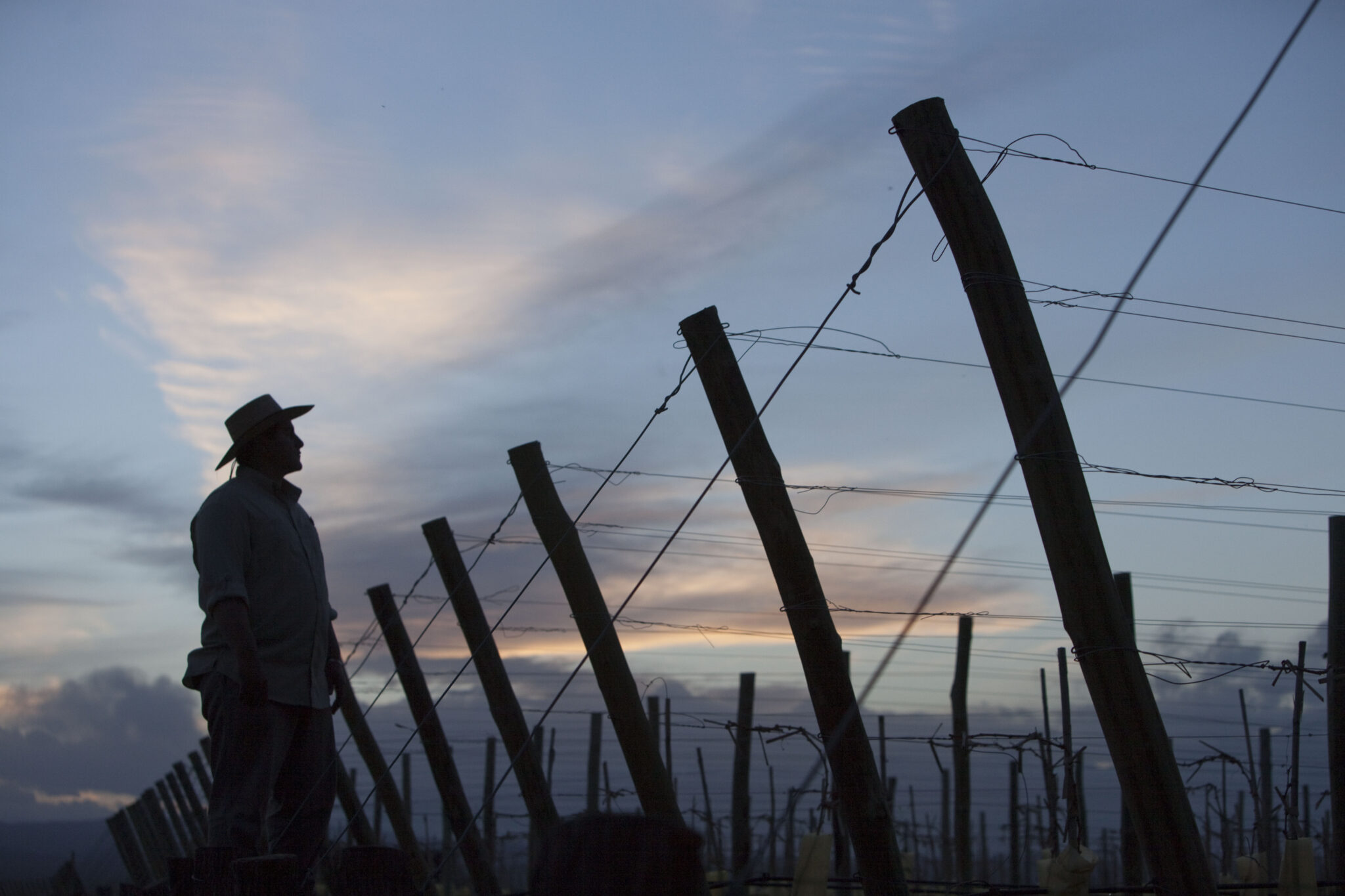 Manejos Agronómicos Archives - Smartcherry