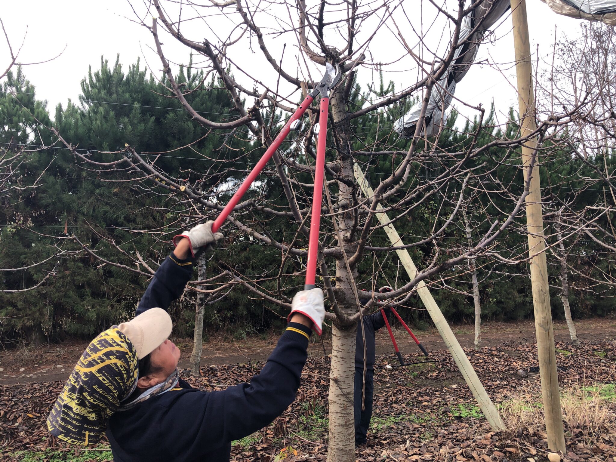 CherryTips: poda ¿cuándo comenzar? - Smartcherry