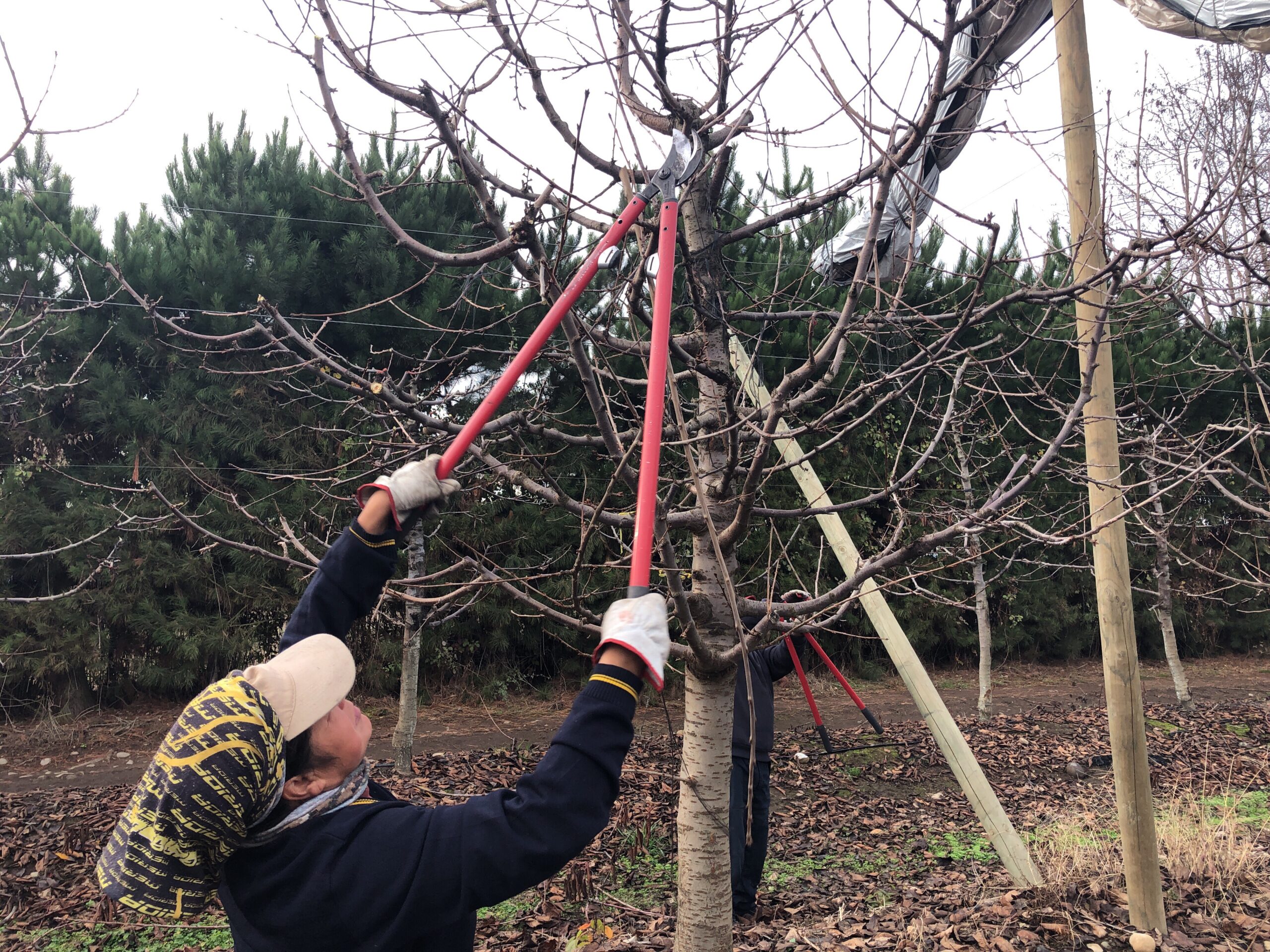 CherryTips: poda ¿cuándo comenzar? - Smartcherry