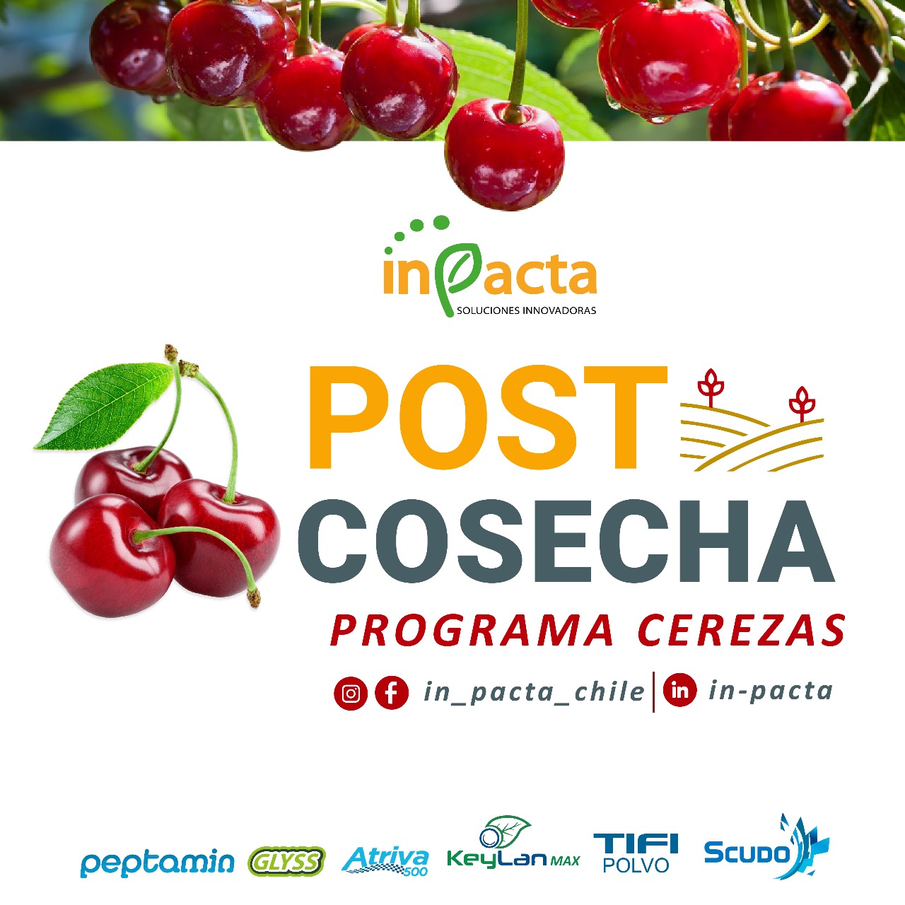 In-Pacta da a conocer línea de Postcosecha para el 2025 - Smartcherry