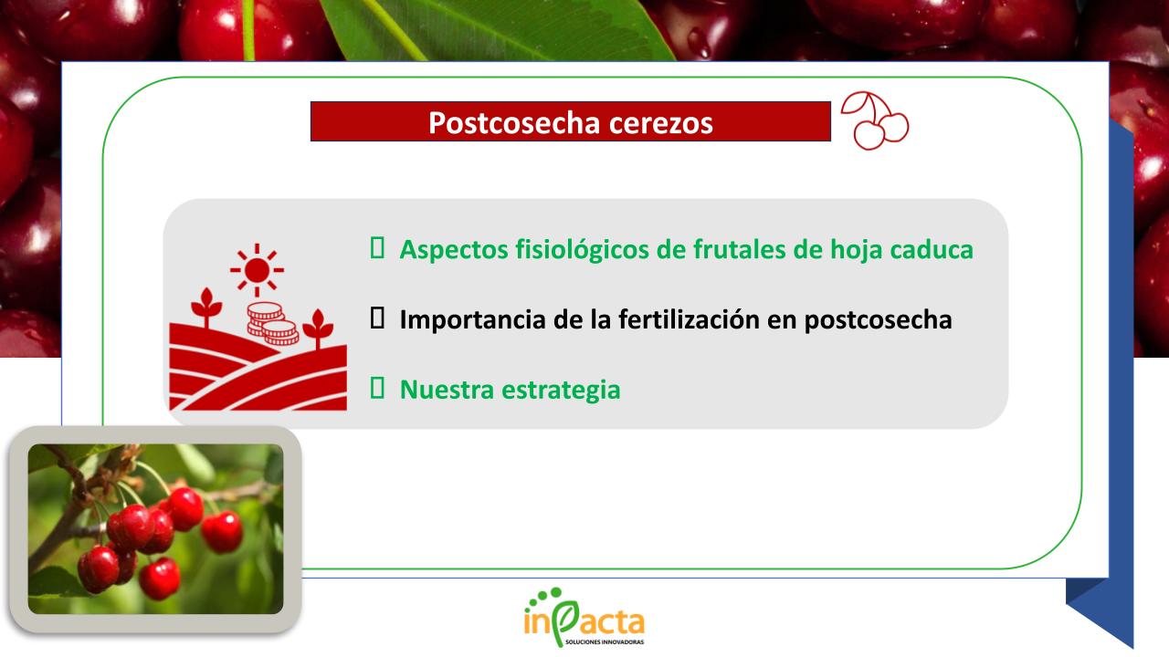 In-Pacta da a conocer línea de Postcosecha para el 2025 - Smartcherry