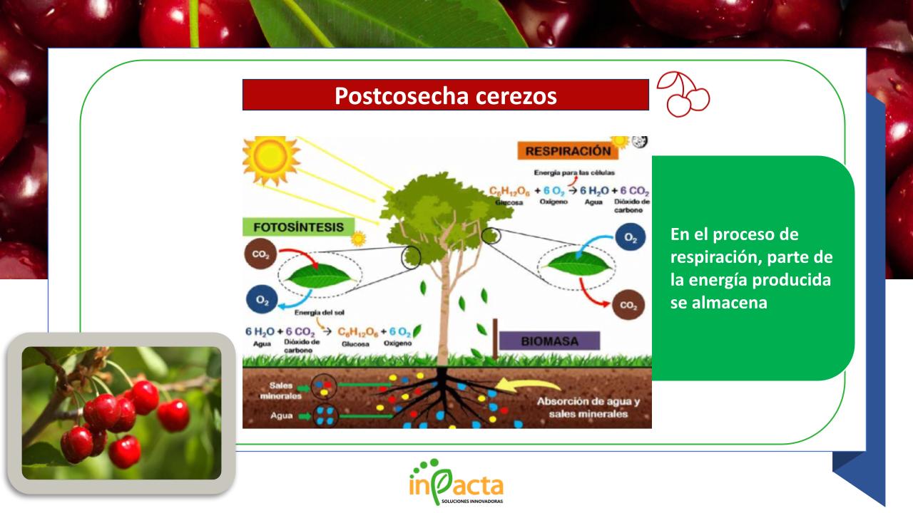 In-Pacta da a conocer línea de Postcosecha para el 2025 - Smartcherry