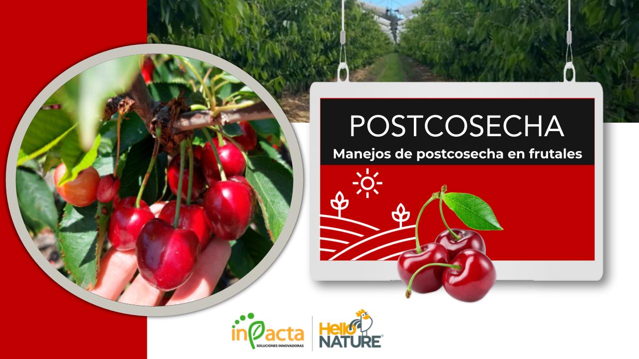 In-Pacta da a conocer línea de Postcosecha para el 2025 - Smartcherry