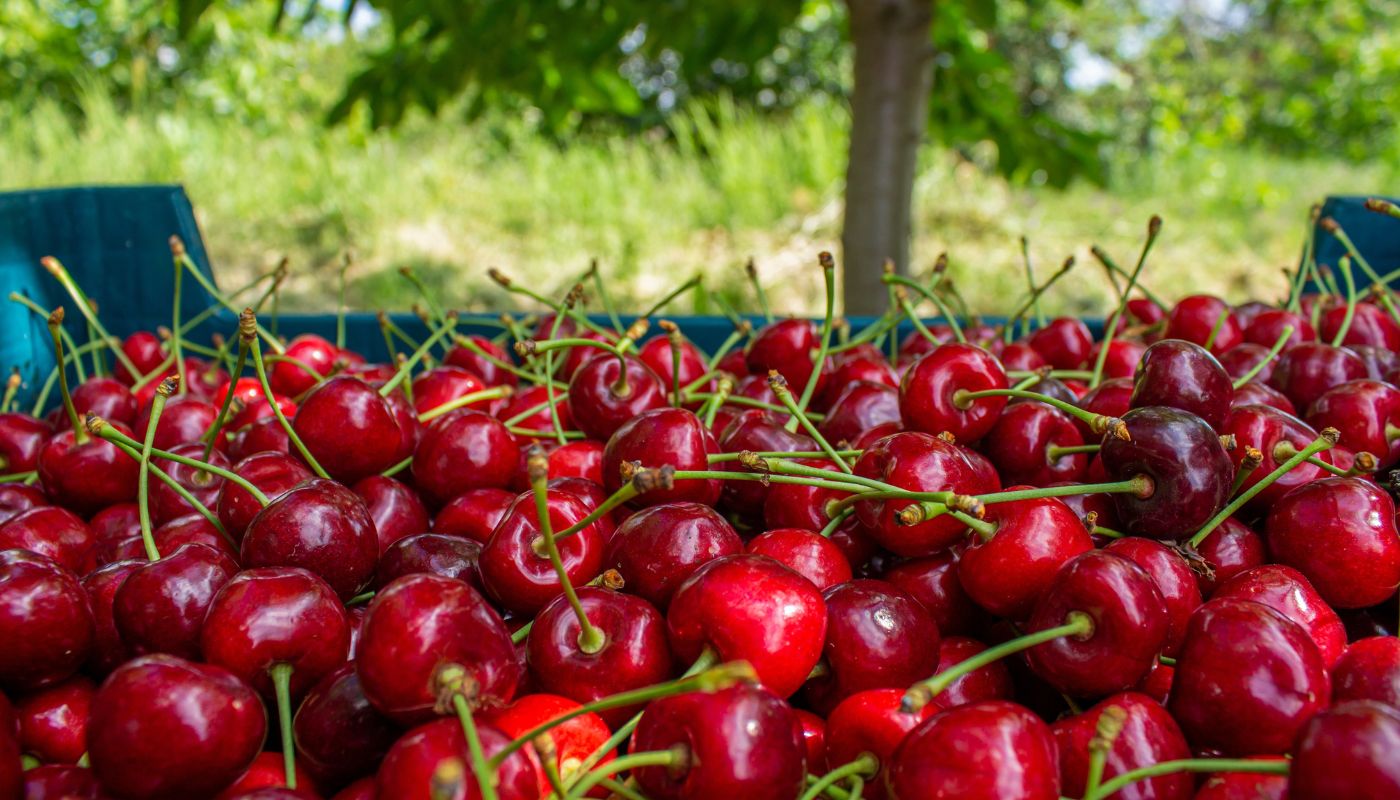 Mejorar calidad y aunar criterios para seguir creciendo: Los aprendizajes que deja la actual ...