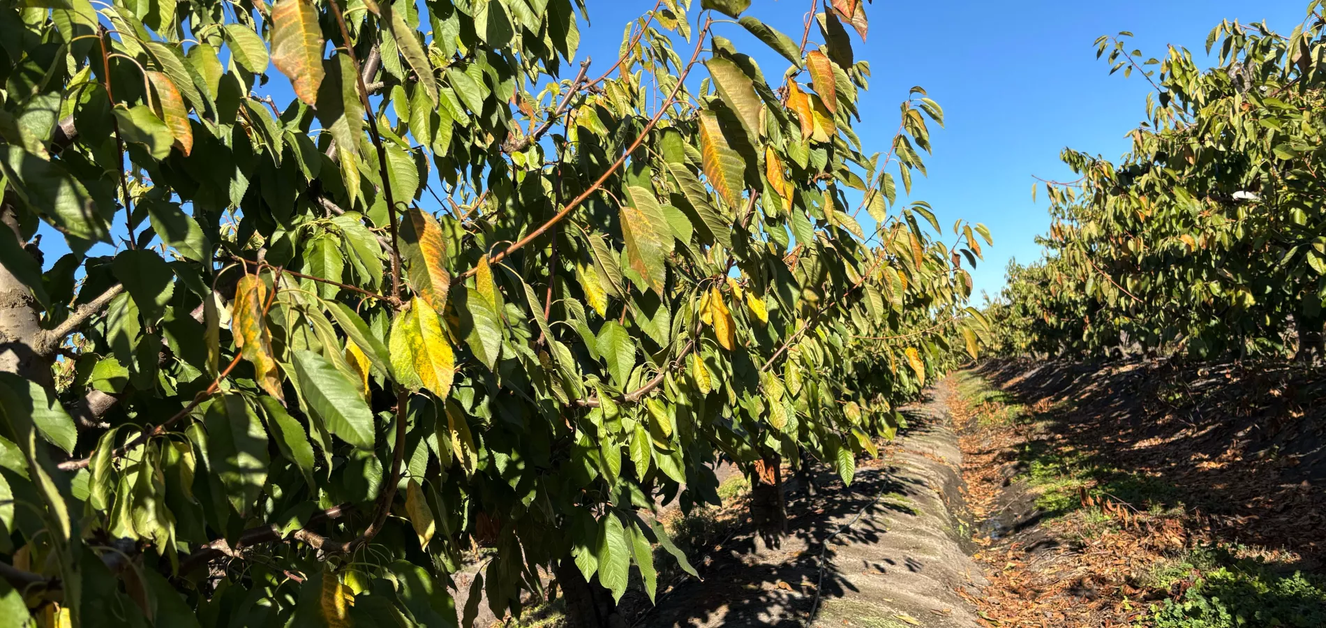 Prepara tus cultivos frutales para el otoño con COMPO EXPERT - Smartcherry