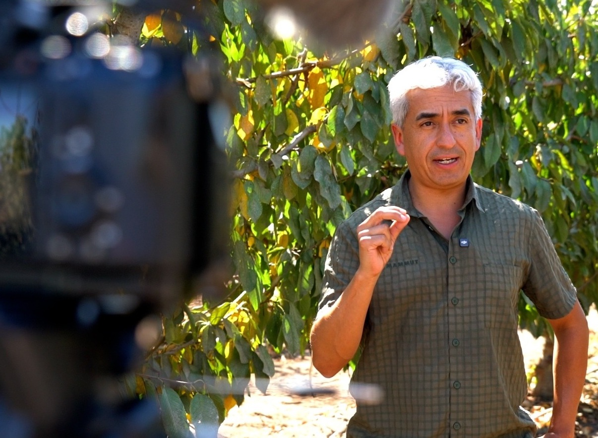 El clima y sus implicancias en la producción de cerezos - Smartcherry