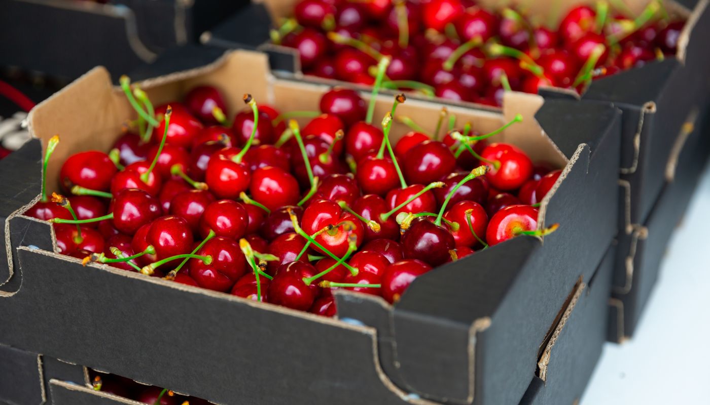 Maule: Crean packaging que mejora la condición de la fruta de ...