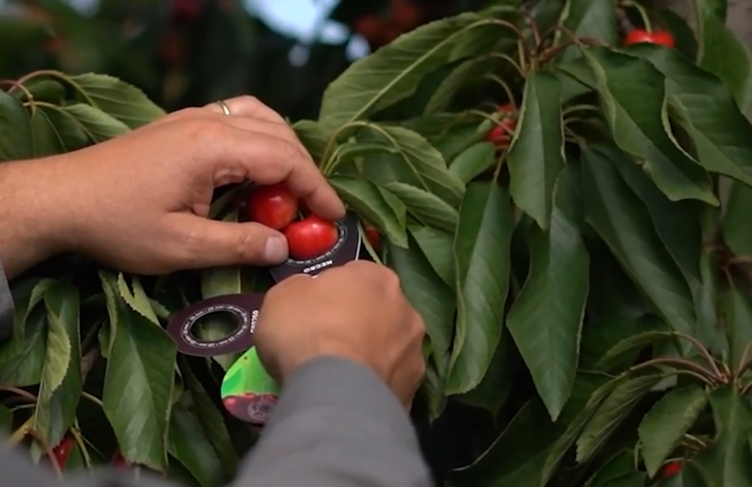 Impulsa tu temporada con las 4 soluciones clave de manvert para cerezos - Smartcherry