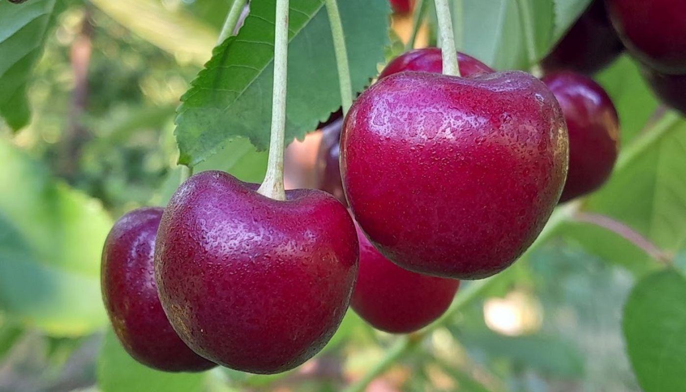 Nueva publicación de INIA orienta a productores a mejorar la cosecha y postcosecha de cerezas ...