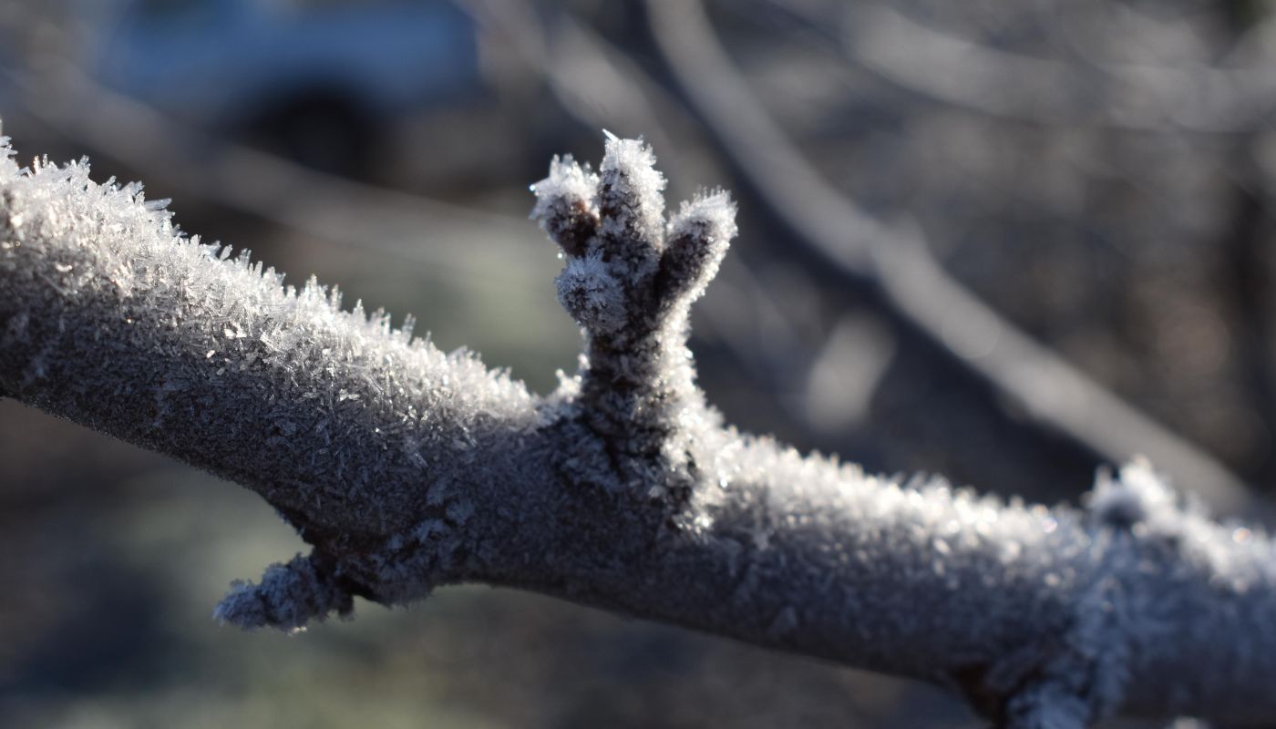 Cuarto reporte de Horas Frío, temporada 2025-2026 - Smartcherry