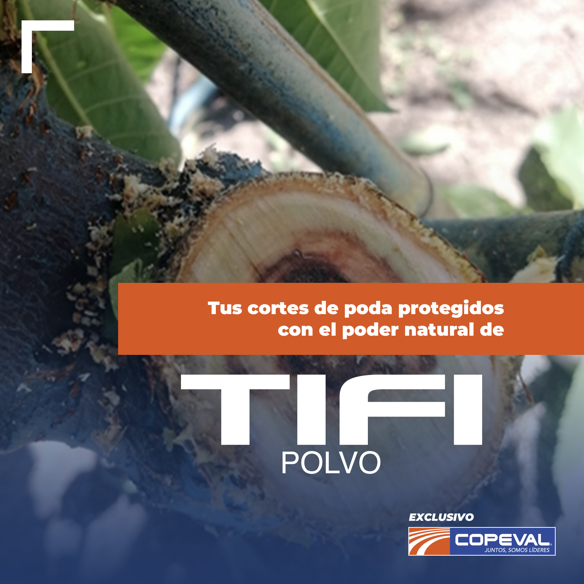 TIFI Polvo: Innovación Biológica de la mano de Copeval para el control de enfermedades de la ...