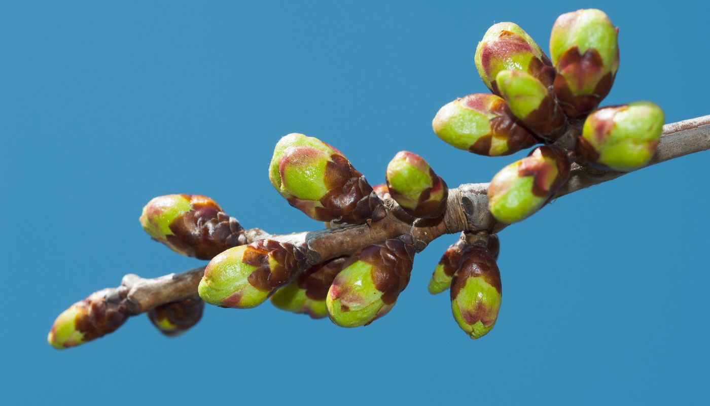 Conoce el programa y las principales novedades de CherryTech 2025: El evento técnico más ...